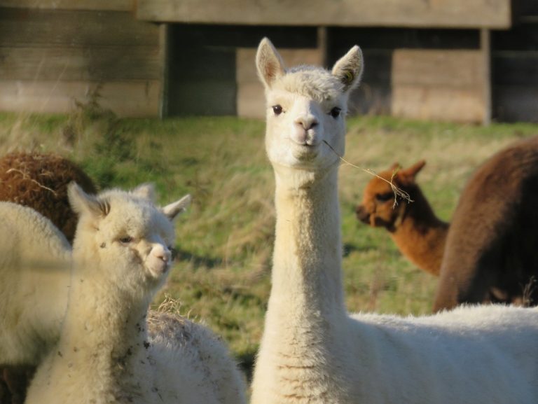 Spend a day out at The Llama Farm! - Dawn Walloon